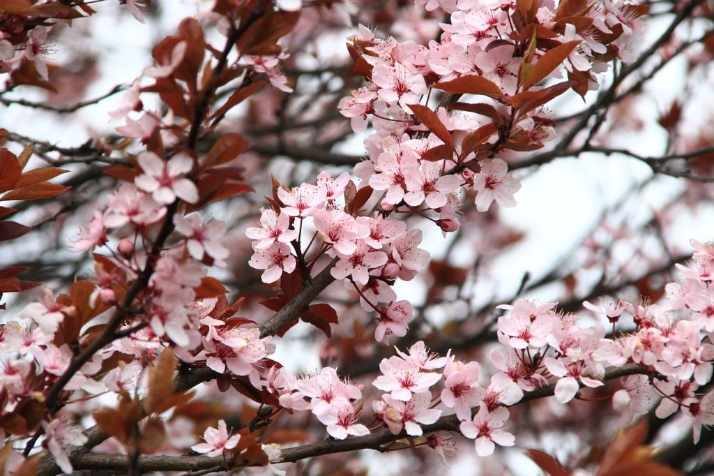 5 Fakta Menarik Mengenai Bunga Sakura - MyHaluan